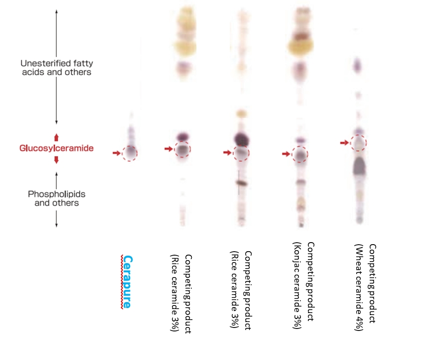 Cerapure new innovative ingredient for skin health and antiaging 2021