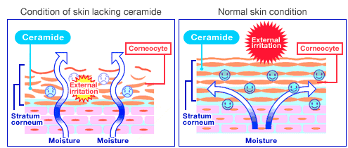 Cerapure new innovative ingredient for skin health and antiaging 2021